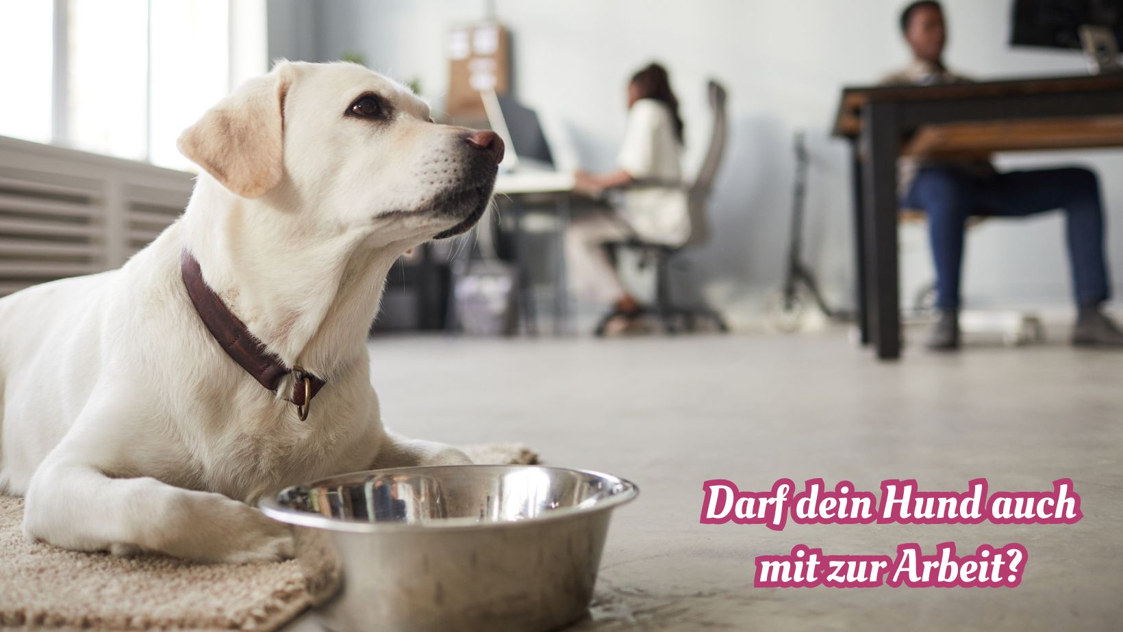 Hund Beschaftigen Wahrend Arbeit